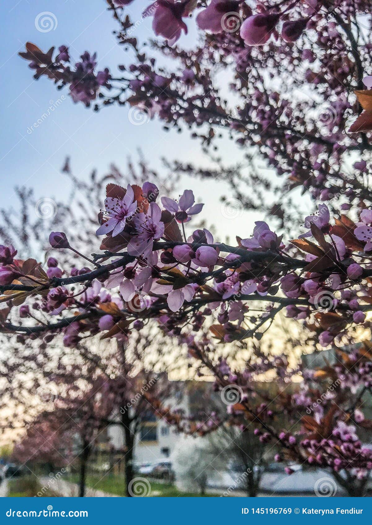 Flowers in the nice spring stock image. Image of spring - 145196769