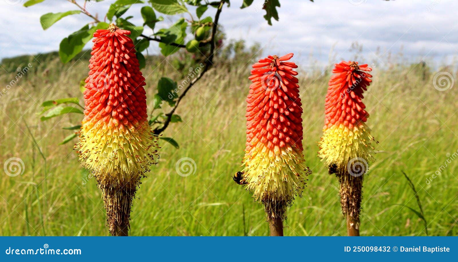 Flowers Nicknamed the Devil`s Ember Stock Photo - Image of grow, ember ...
