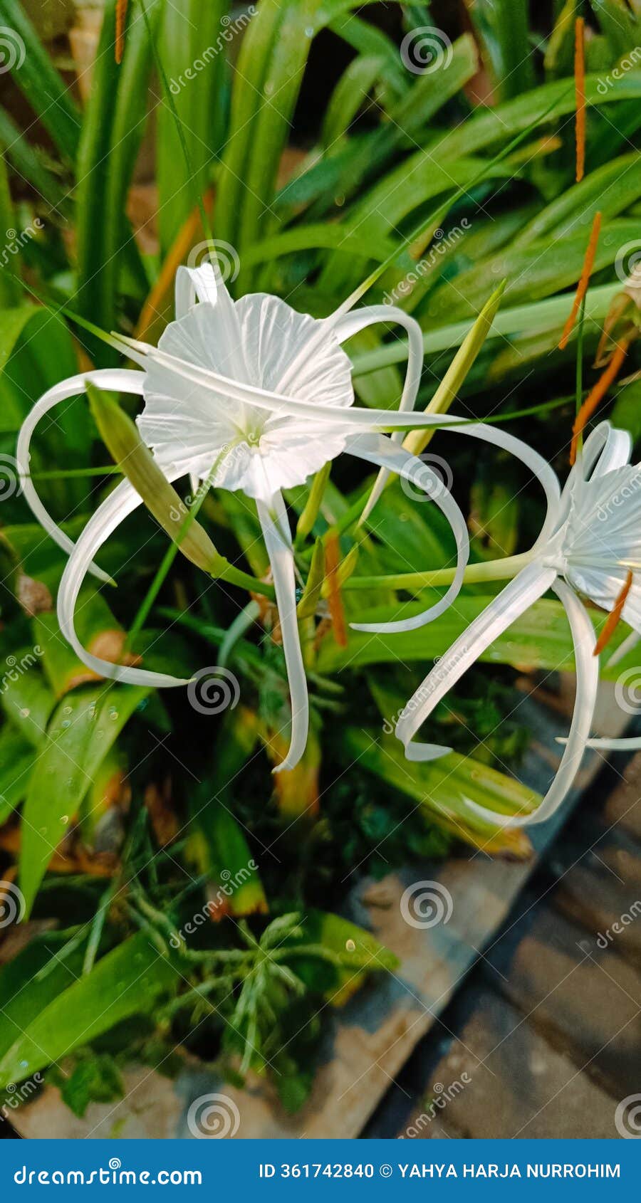 Flowers night white stock photo. Image of lawn, shrub - 361742840