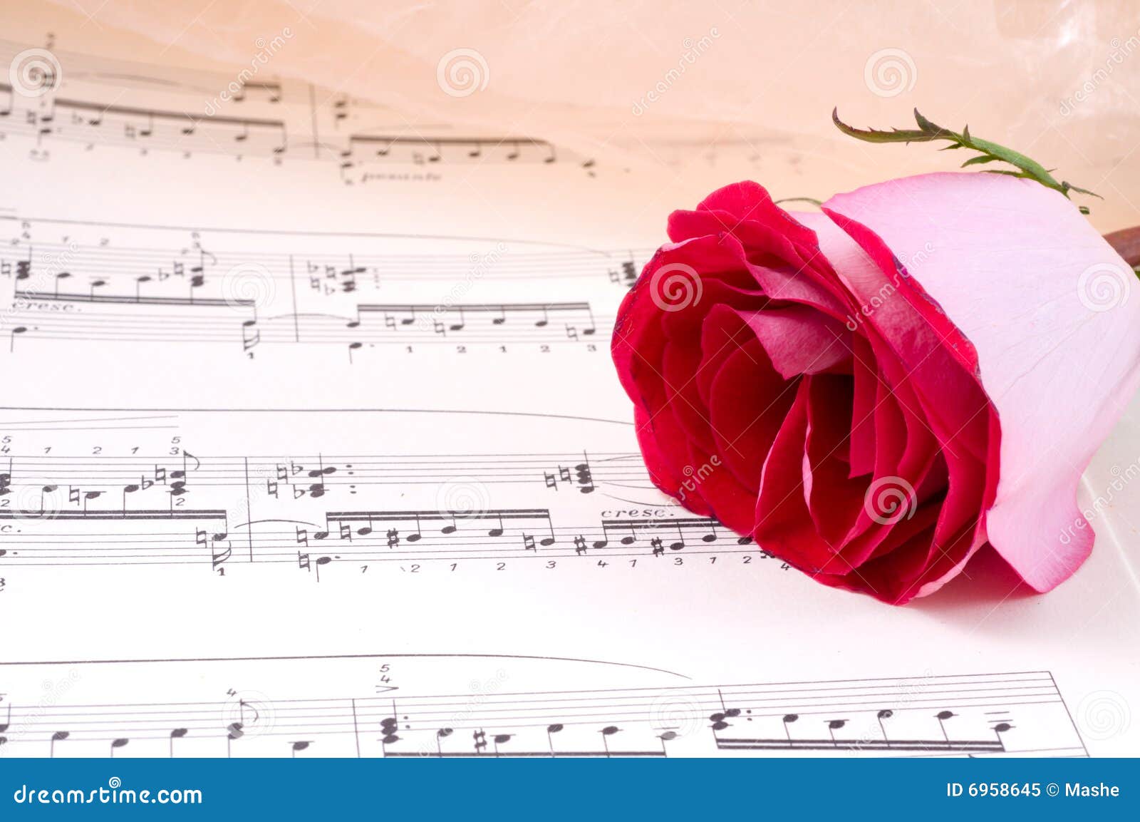 Flowers and notes stock image. Image of close, white, piano - 6958645
