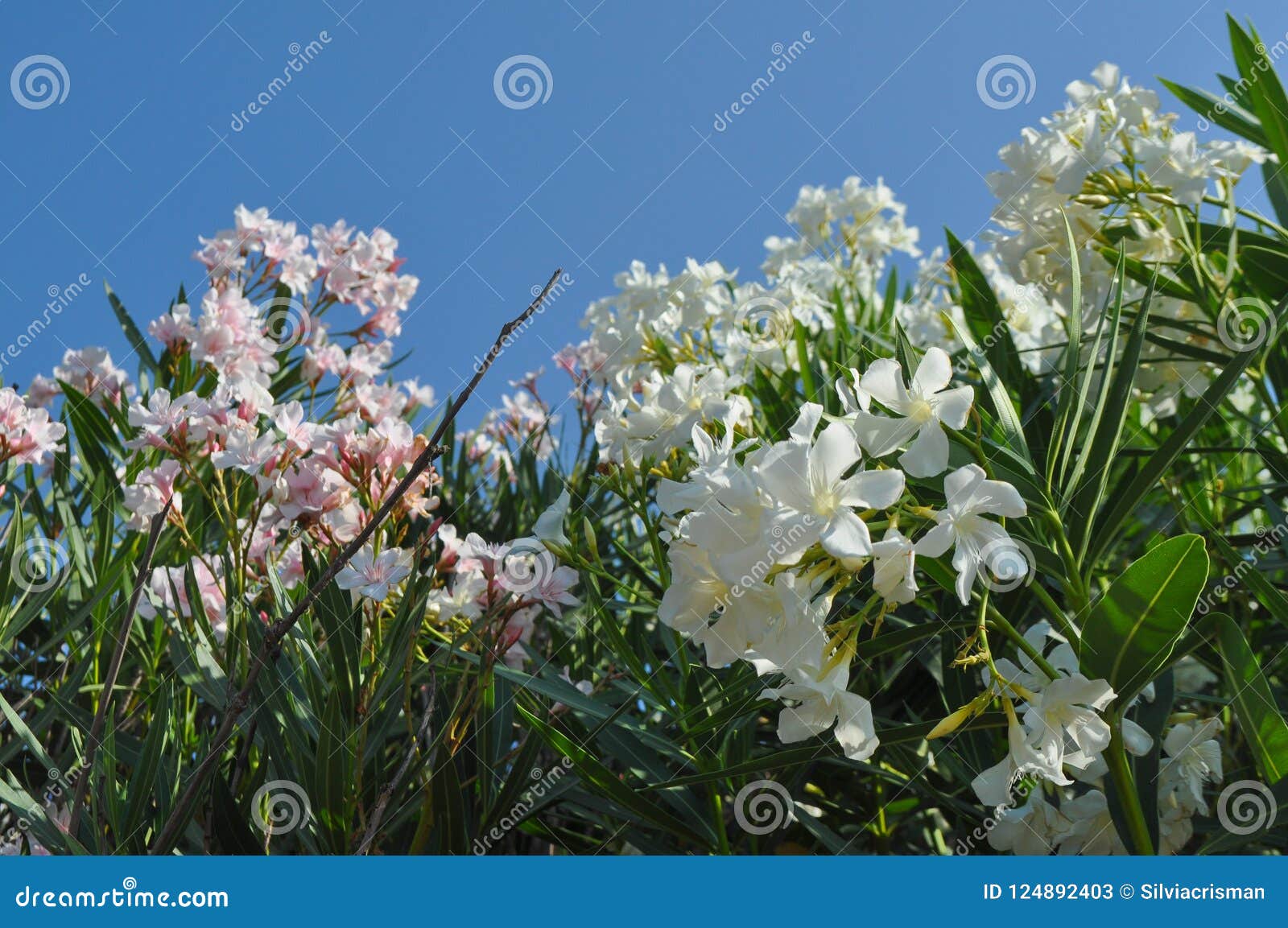 Oleander tree flowers stock image. Image of olander - 124892403