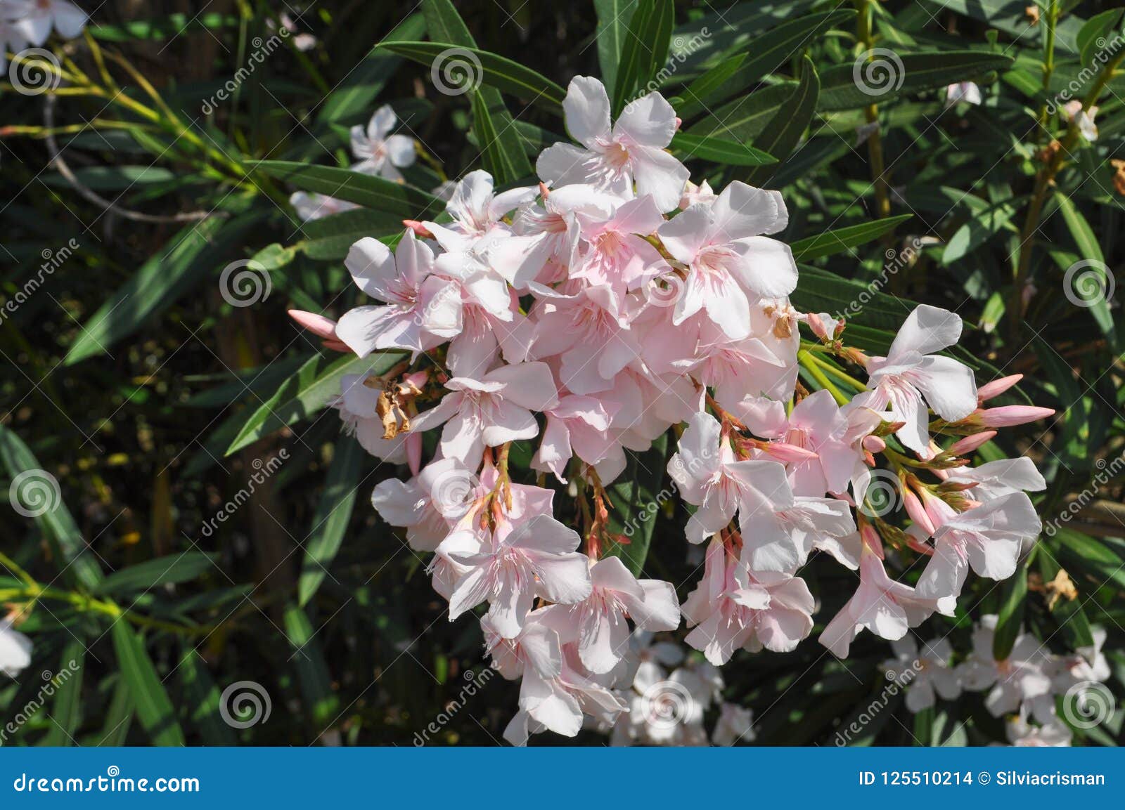 Oleander tree flowers stock photo. Image of plants, leaves - 125510214