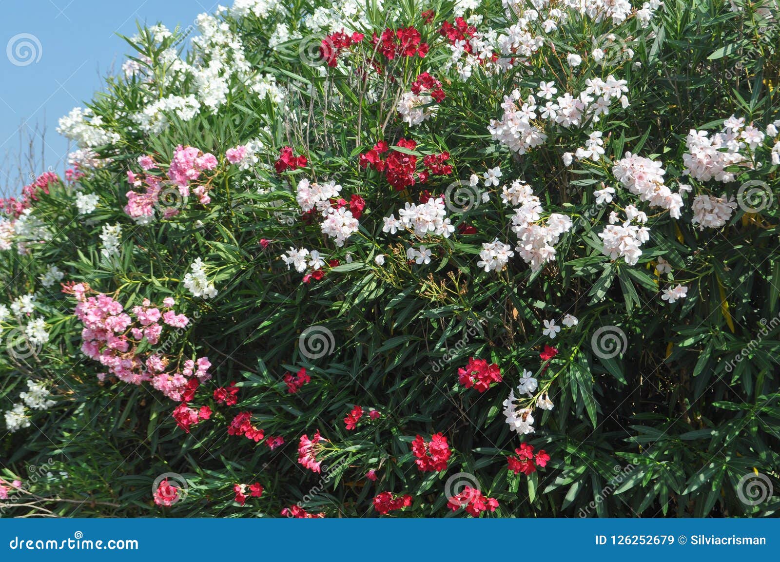 Oleander tree flowers stock image. Image of olander - 126252679