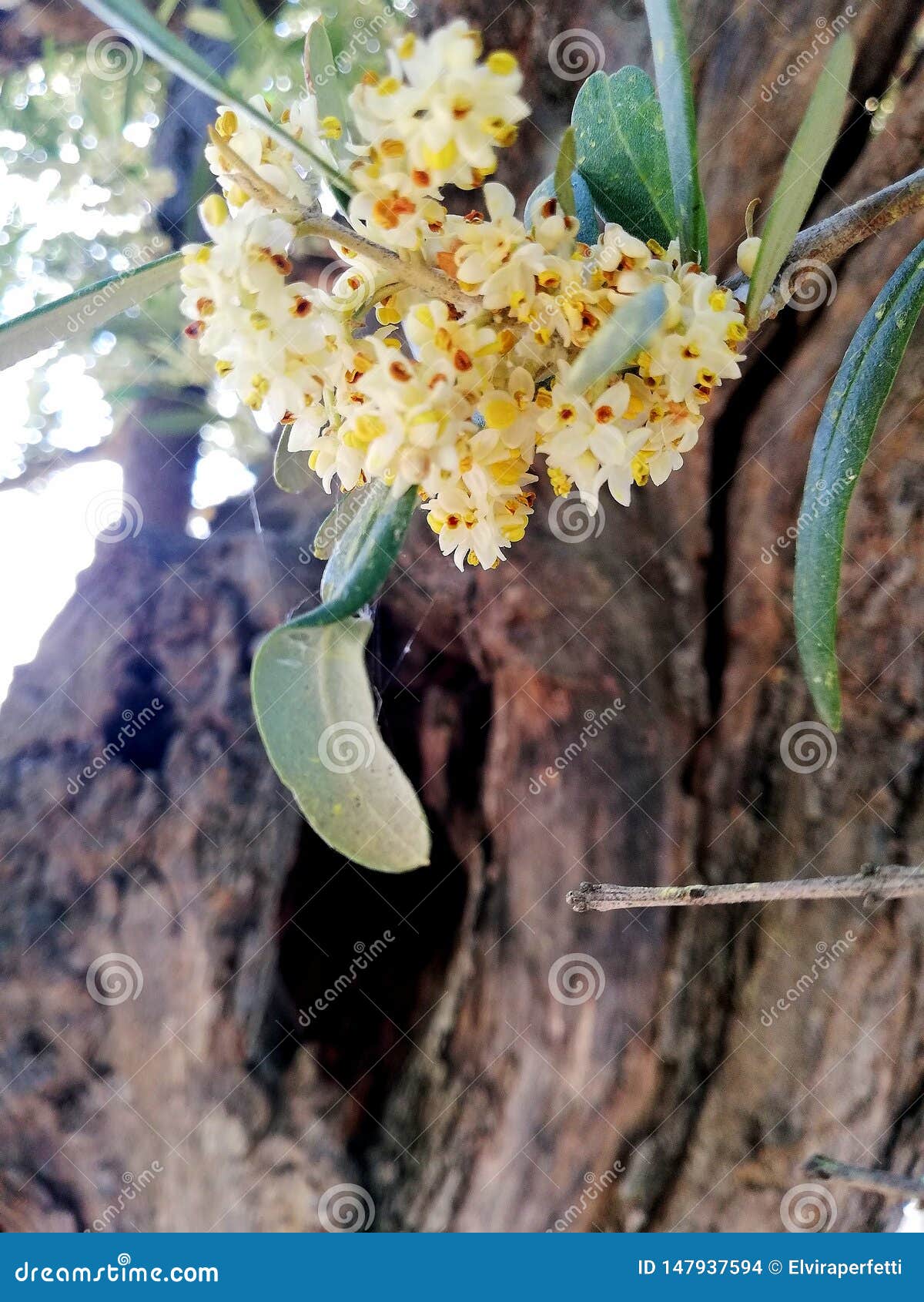 The Flowers of an Old Olive Tree Stock Photo - Image of olive, flowers ...