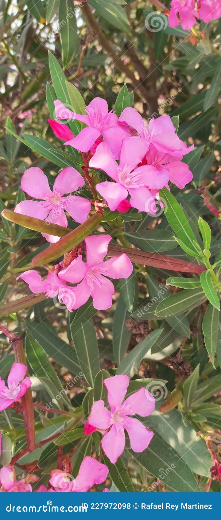 Oleanders, A Poisonous Evergreen Old World Shrub That Is Widely Grown ...