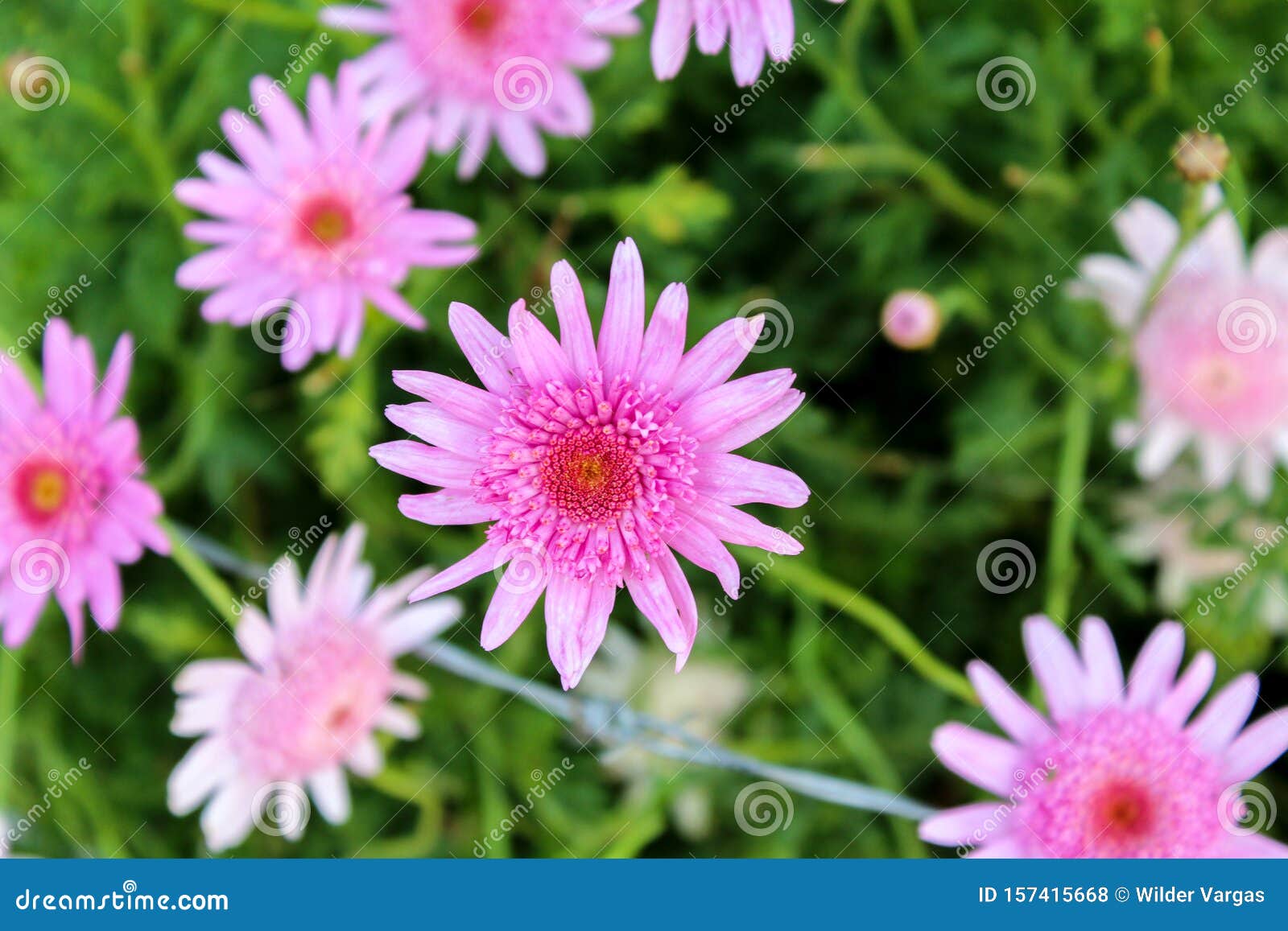 Flowers in Ollantaytambo. Cusco, Peru Stock Photo - Image of camino ...