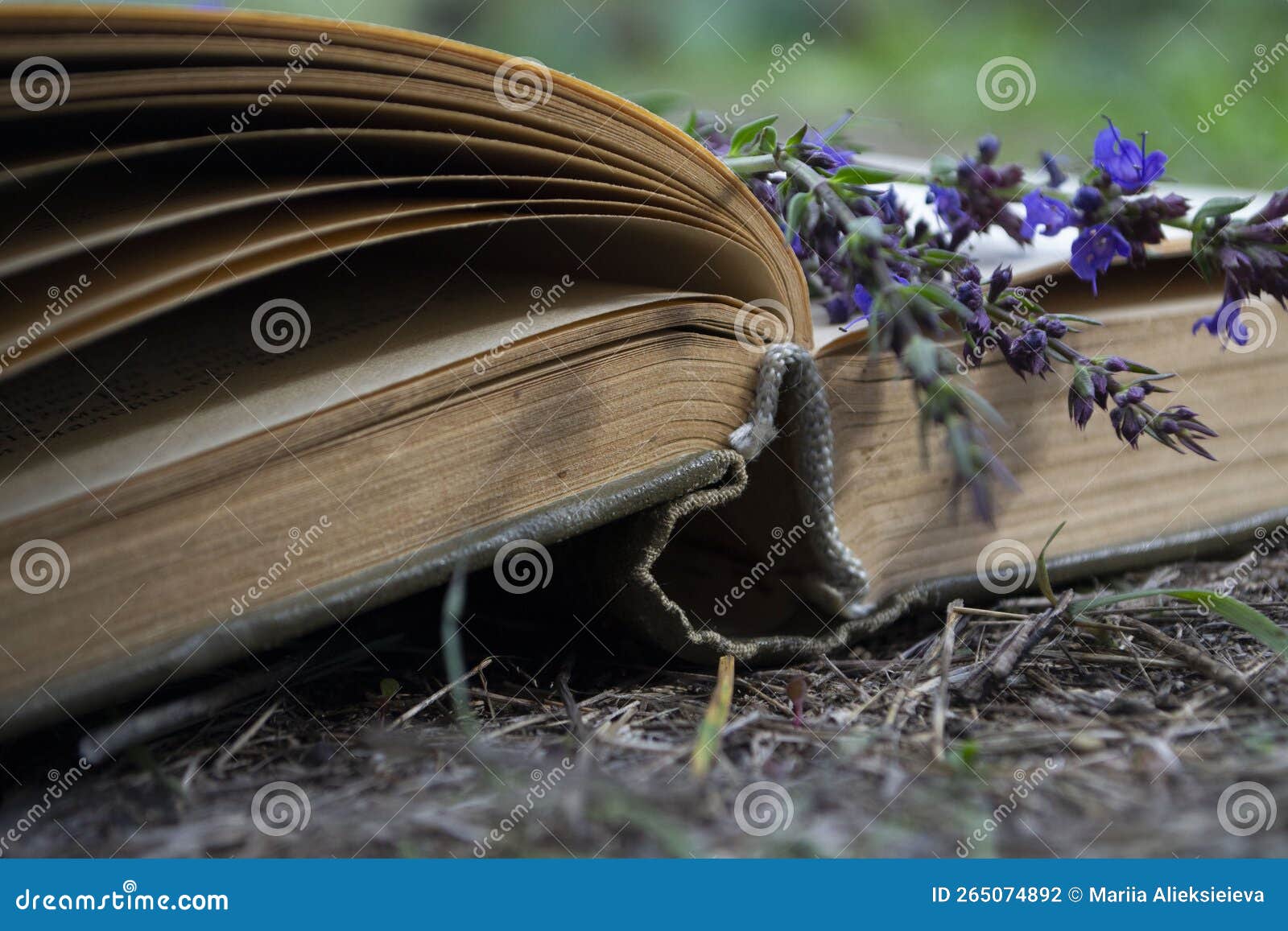 Flowers in an Open Book, Lavender in an Old Open Book. Stock Photo ...