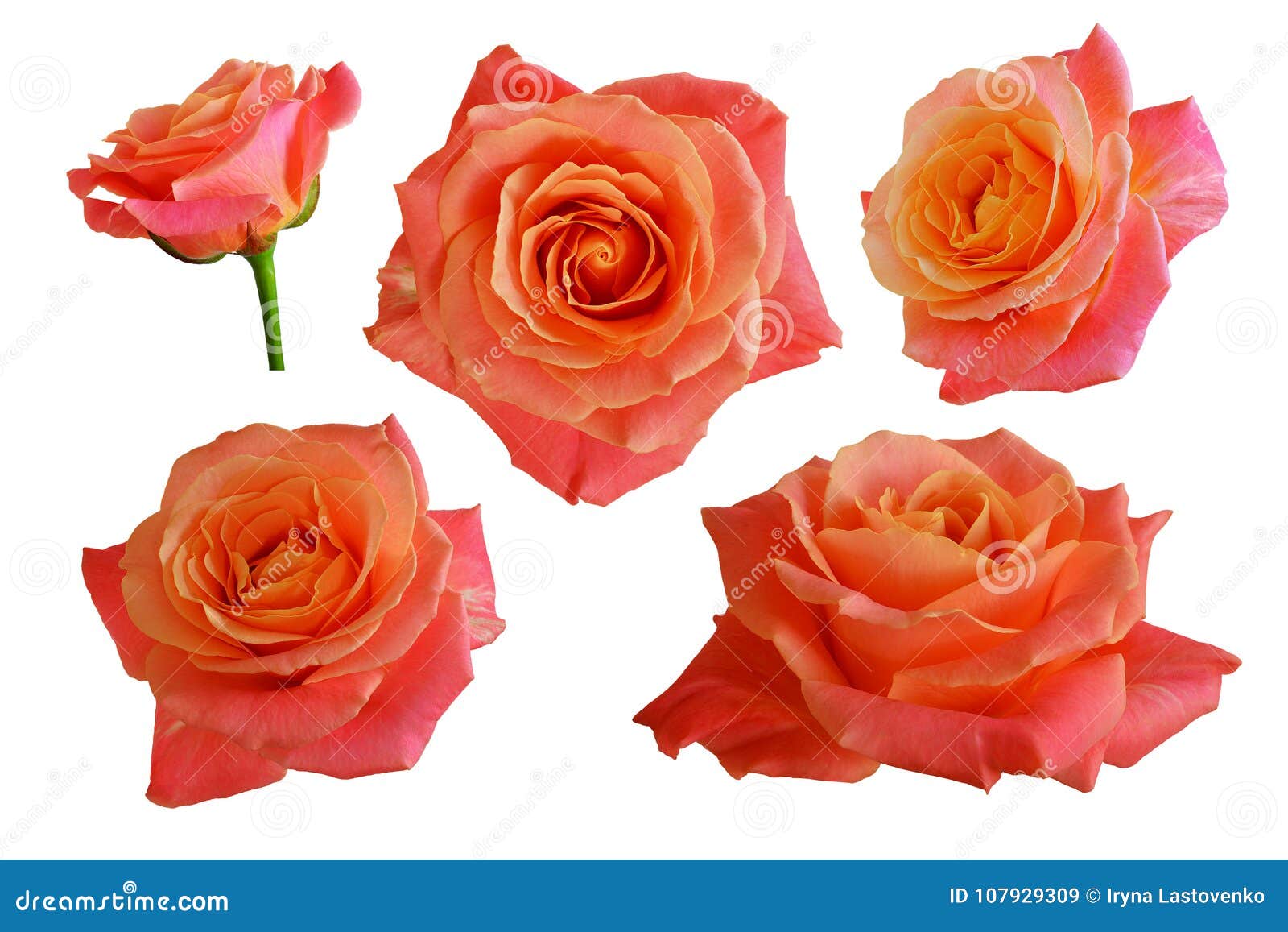 Flowers of Orange, Pink Roses. Stock Image - Image of blossom, romantic ...