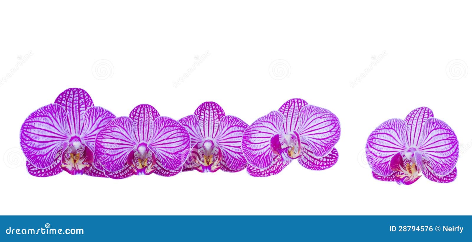 Purple Orchid Flower Border