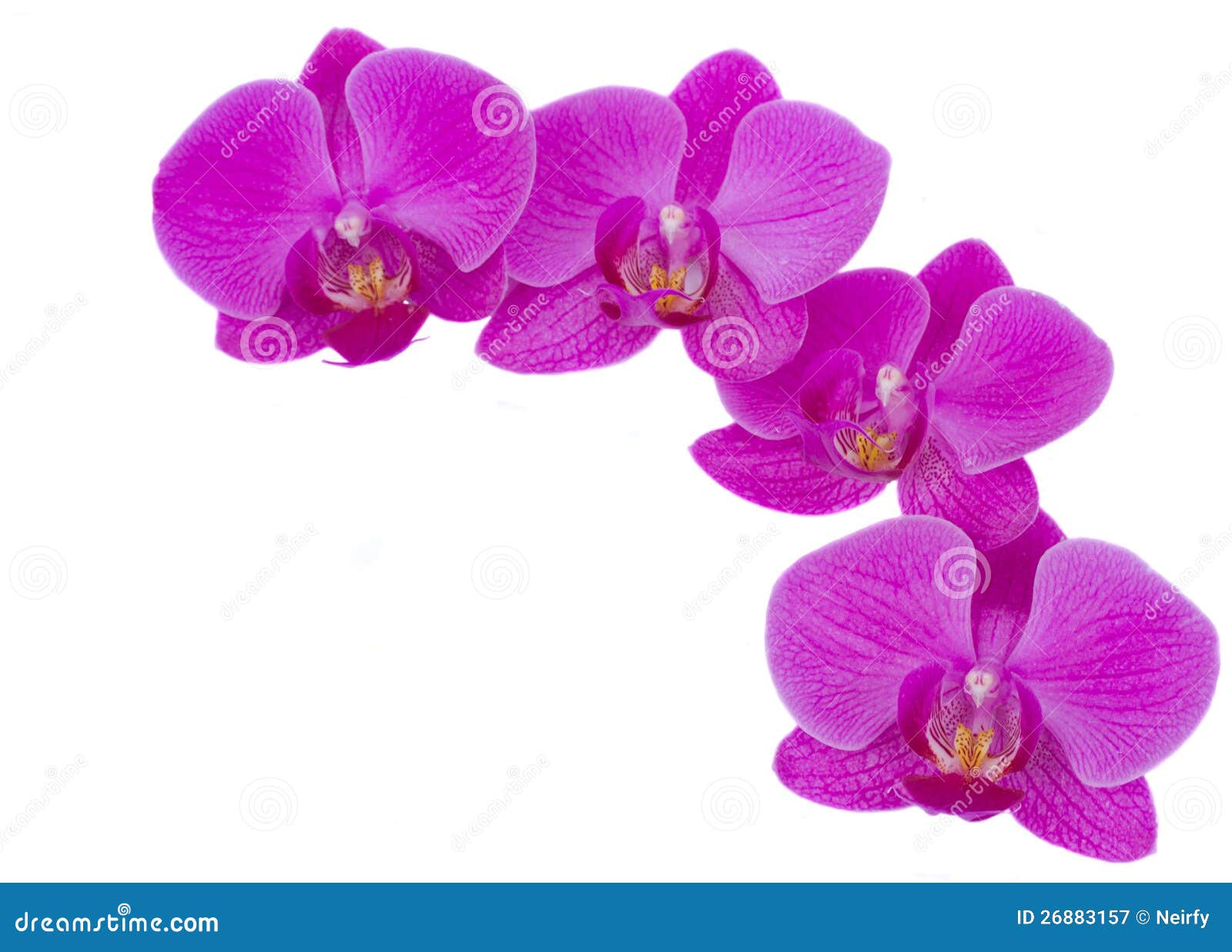 Orchid Frame Royalty-Free Stock Photo | CartoonDealer.com #25574625