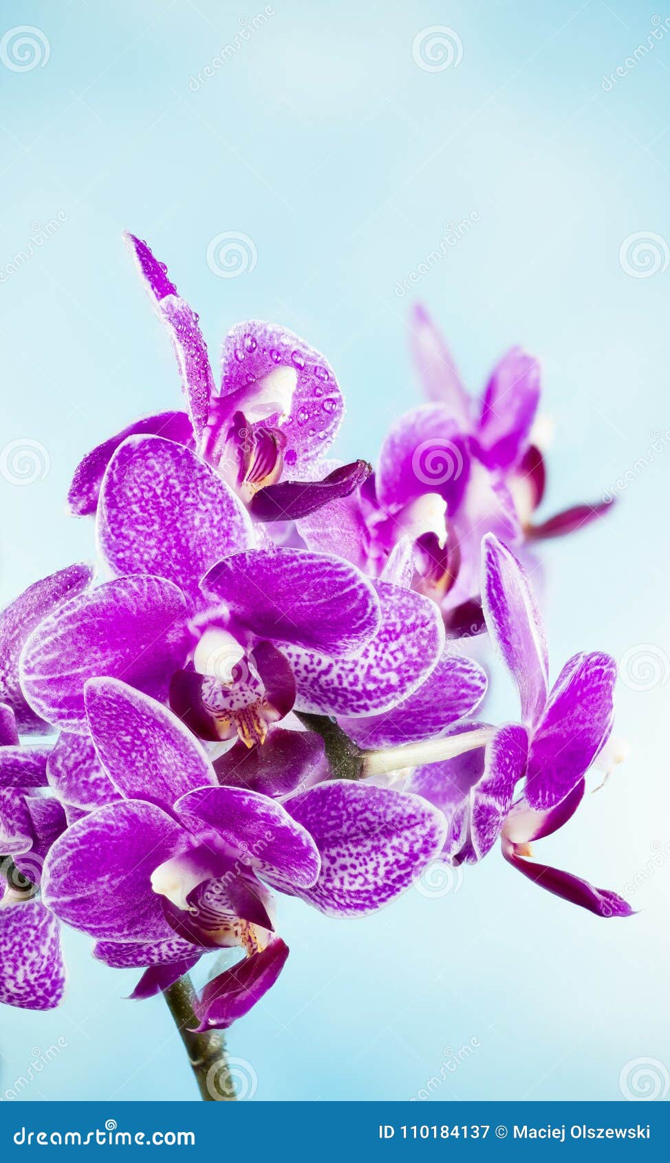 Flowers - Orchidea, Orchid stock image. Image of bloom - 110184137