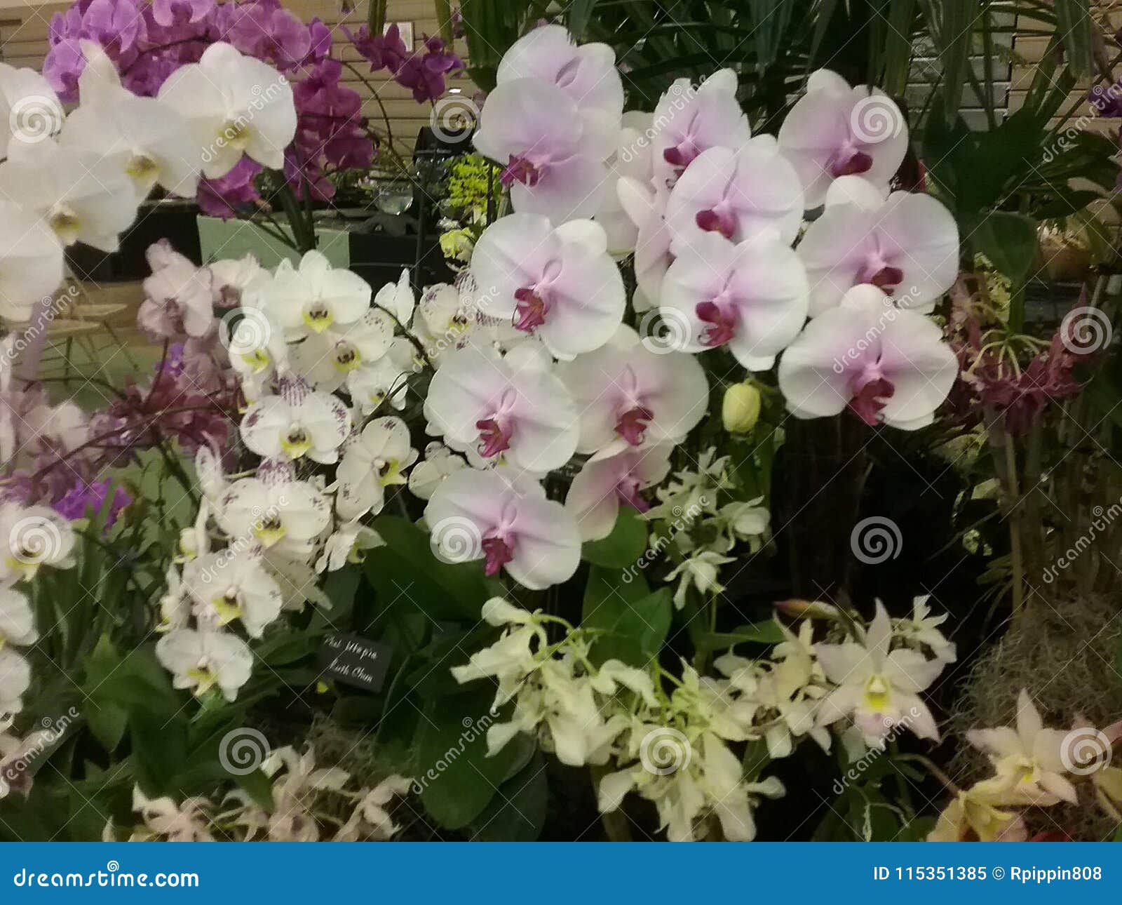 Orchids Stock Image Image Of Flowers Orchids Beautiful 115351385
