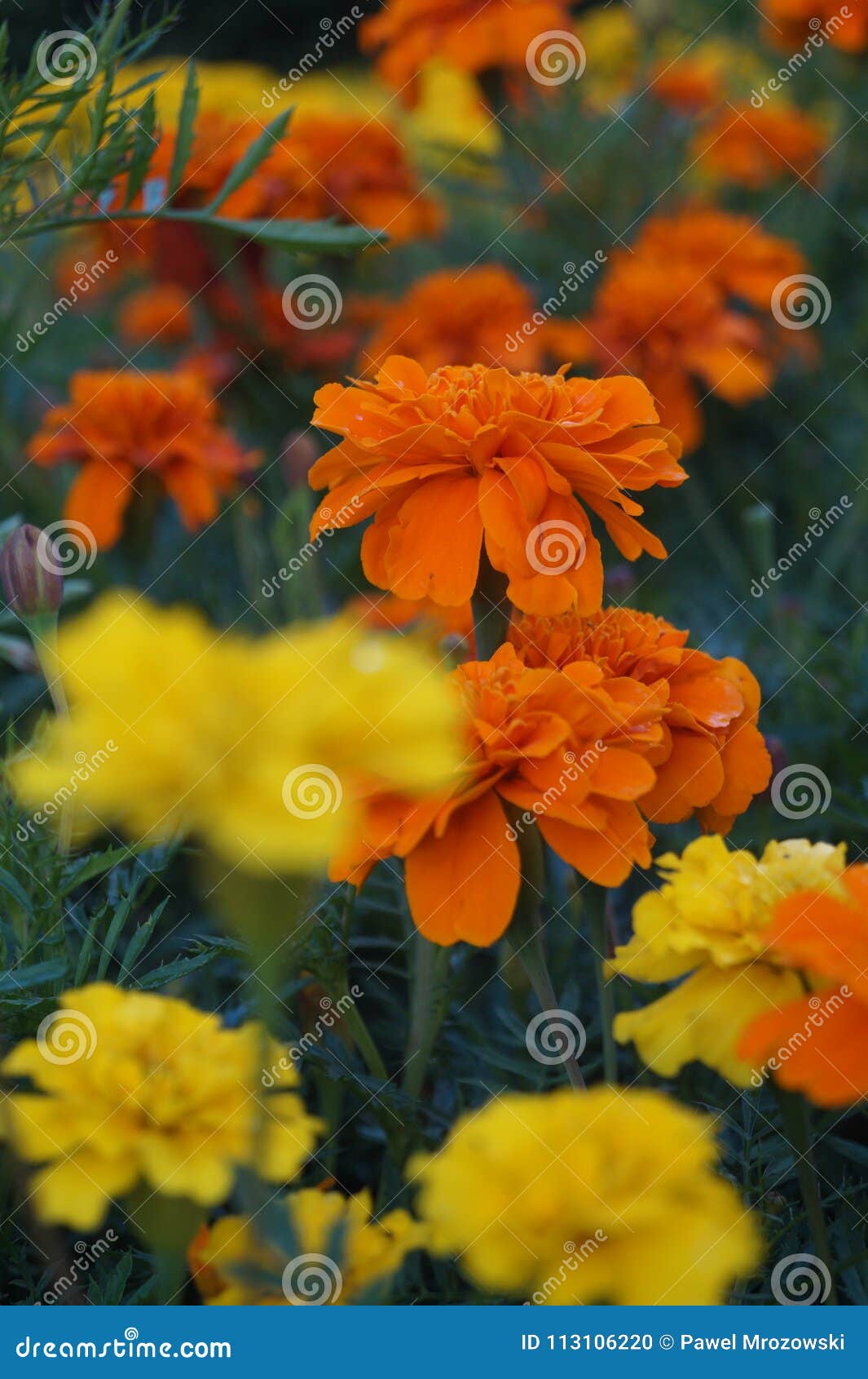 Flowers stock photo. Image of yellow, flowers, garden - 113106220