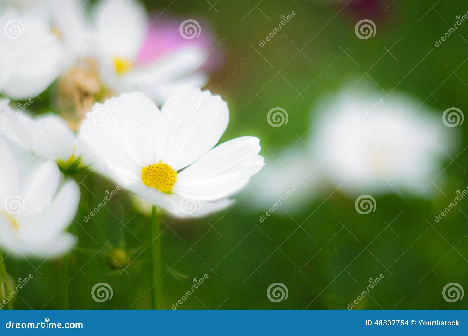 Flowers out of focus stock photo. Image of sparse, nature - 48307754