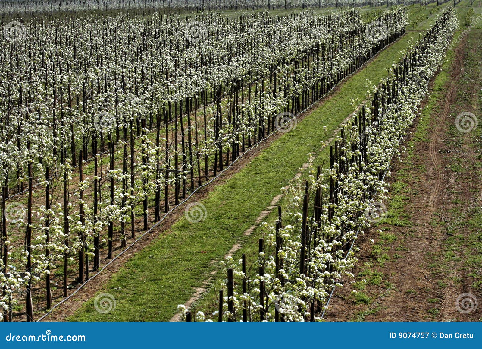 Flowers in outdoor rows stock image. Image of beautiful - 9074757