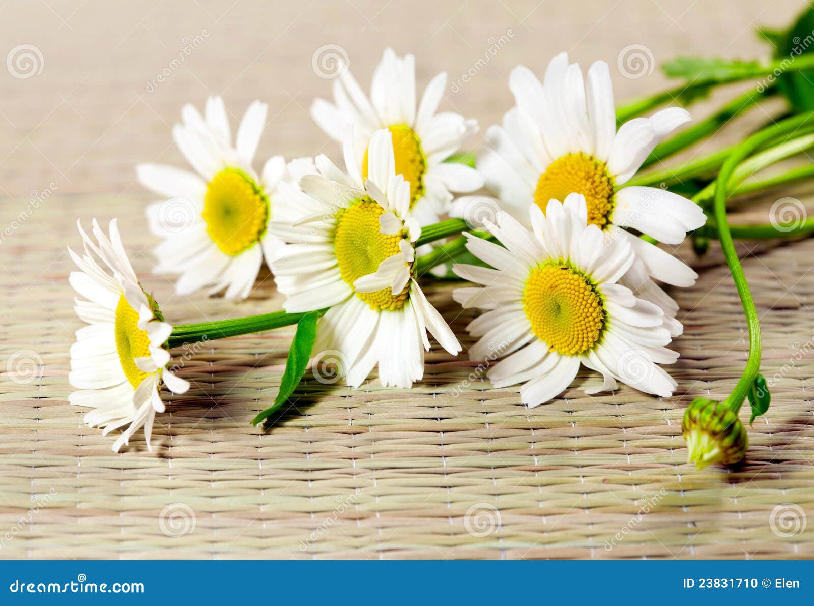 Flowers ox-eye daisy stock photo. Image of dahlia, closeup - 23831710