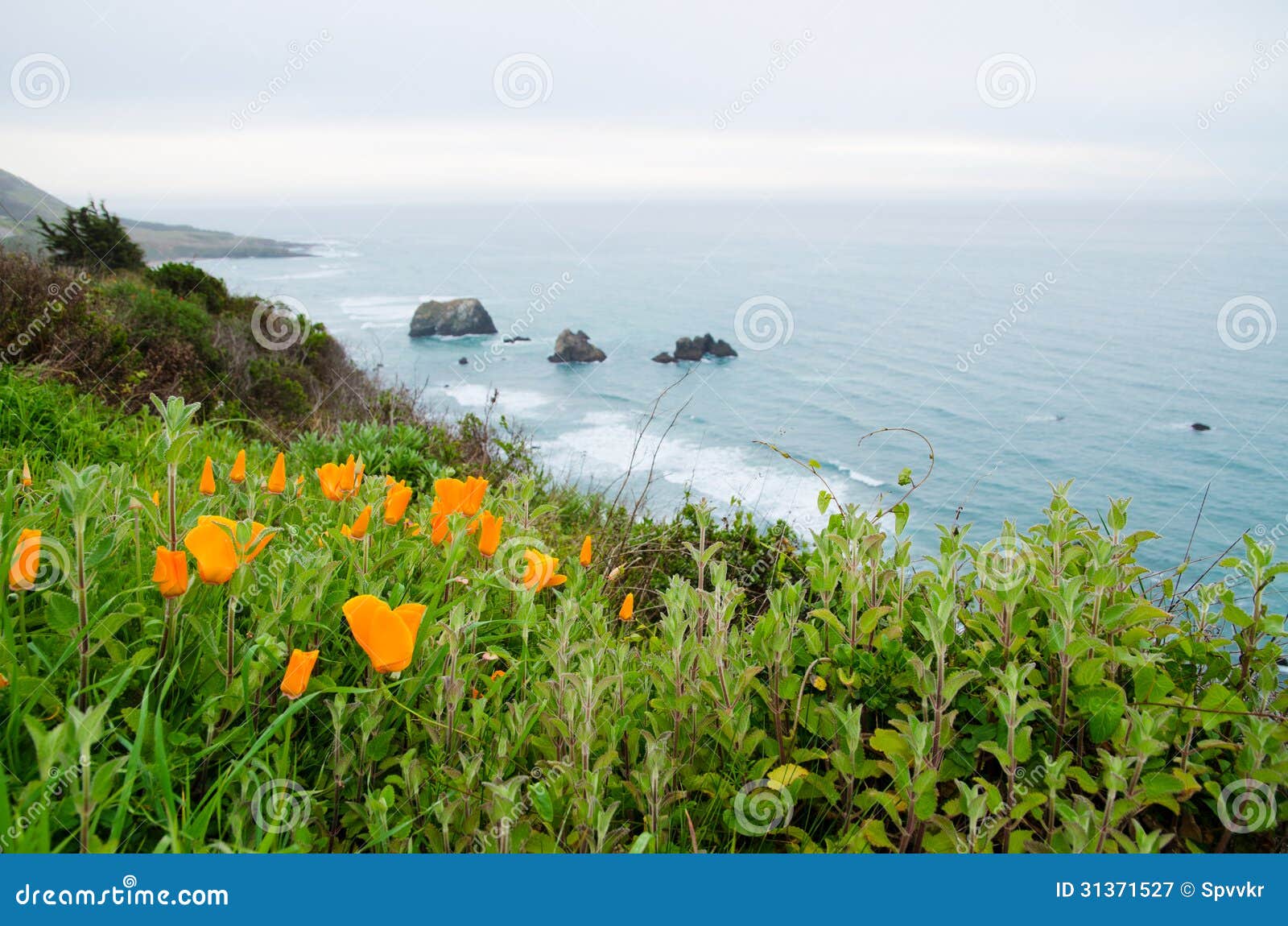Flowers and Pacific ocean stock image. Image of grass - 31371527