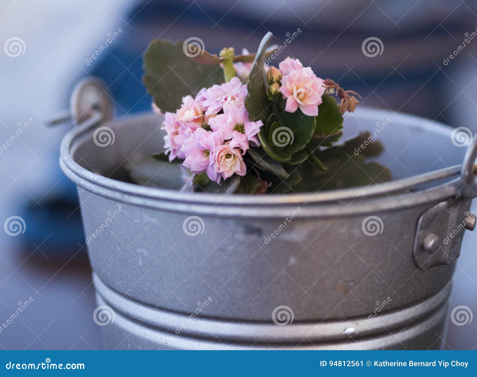 Flowers in a Pail stock image. Image of pretty, pink - 94812561