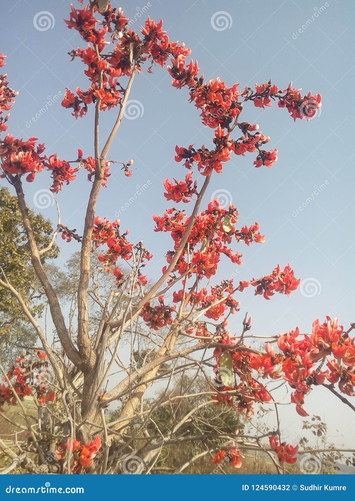 Flowers of palash stock photo. Image of flower, palash - 124590432