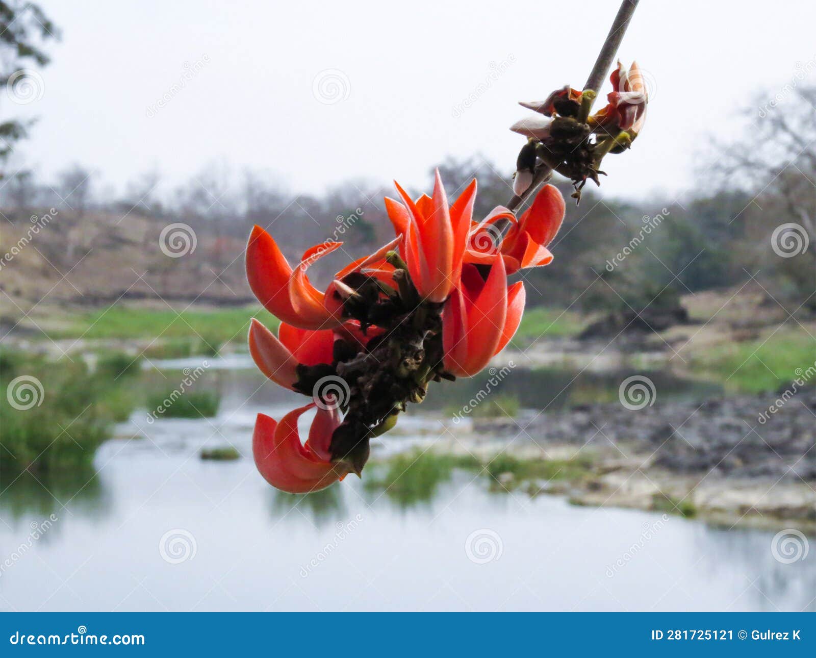 Flowers of Palash Tree stock image. Image of plant, colorful - 281725121