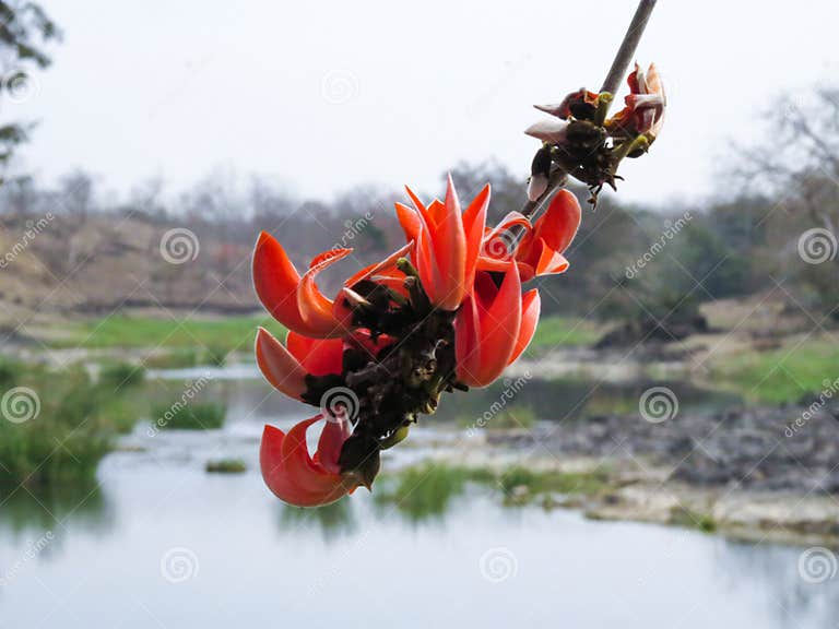 Flowers of Palash Tree stock image. Image of plant, colorful - 281725121