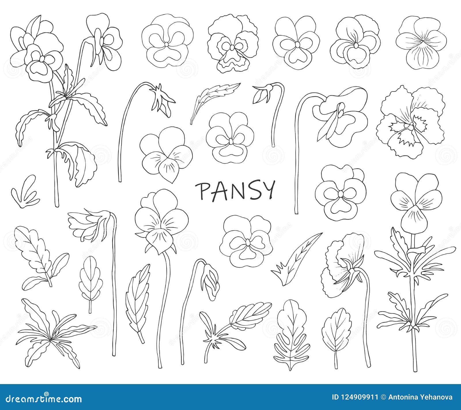 Flowers of pansies. stock vector. Illustration of black - 124909911