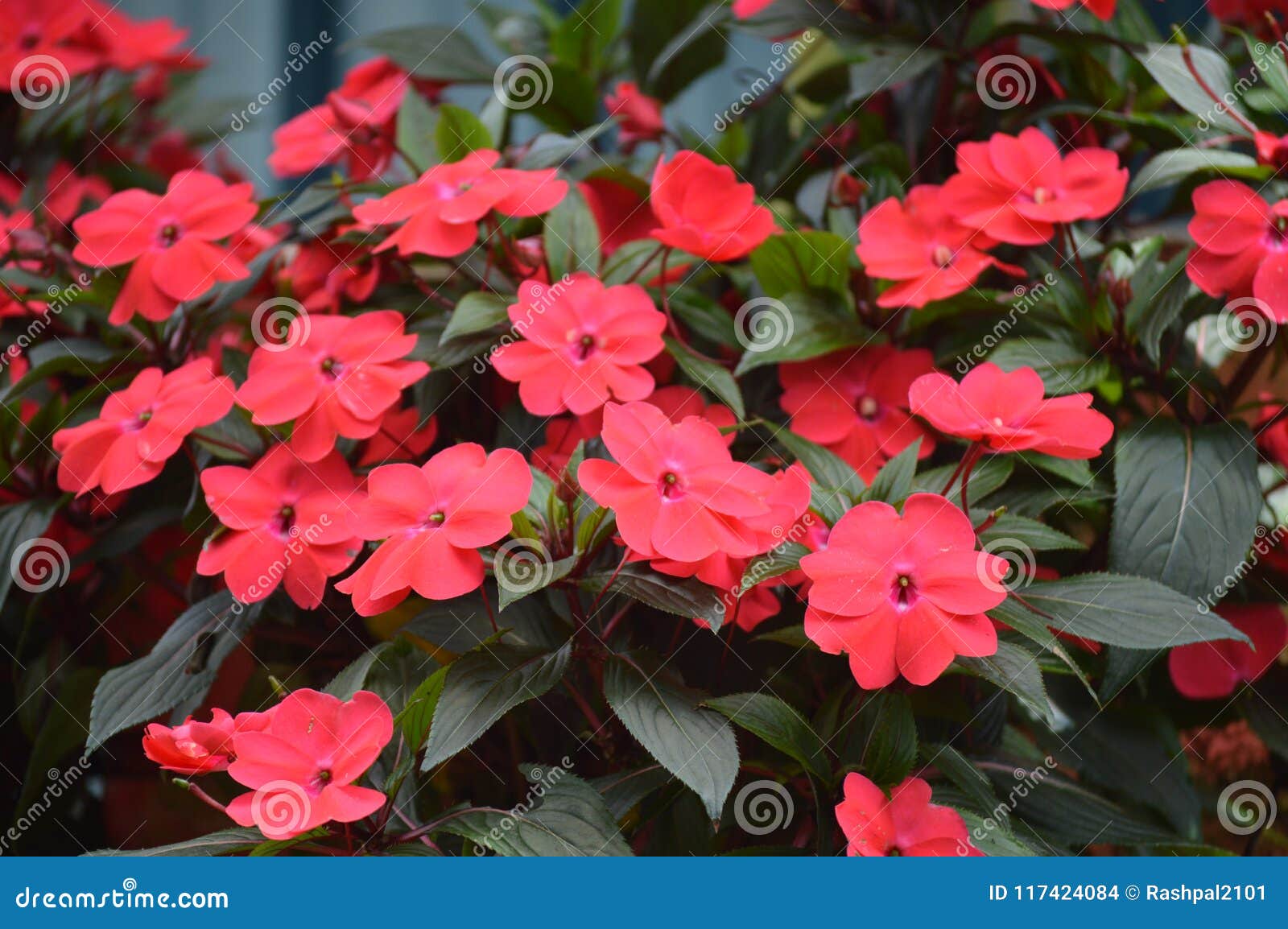 Flowers in Cameron Highlands Malaysia Stock Photo - Image of romance ...
