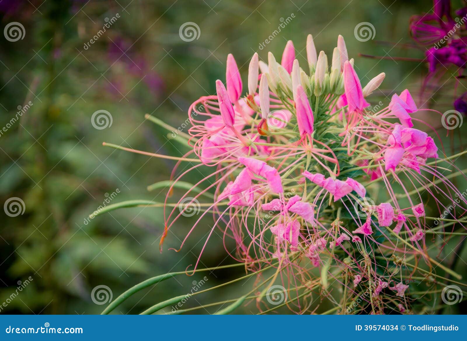 Flowers in the Park Close Up Stock Photo - Image of pink, spring: 39574034