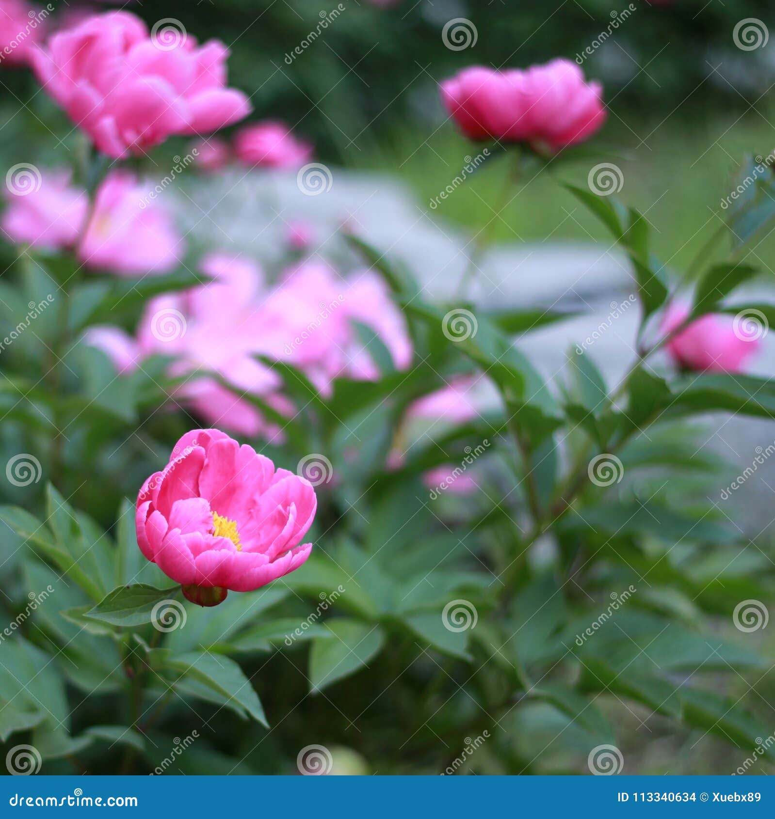 Pink flowers stock photo. Image of green, nature, spring - 113340634