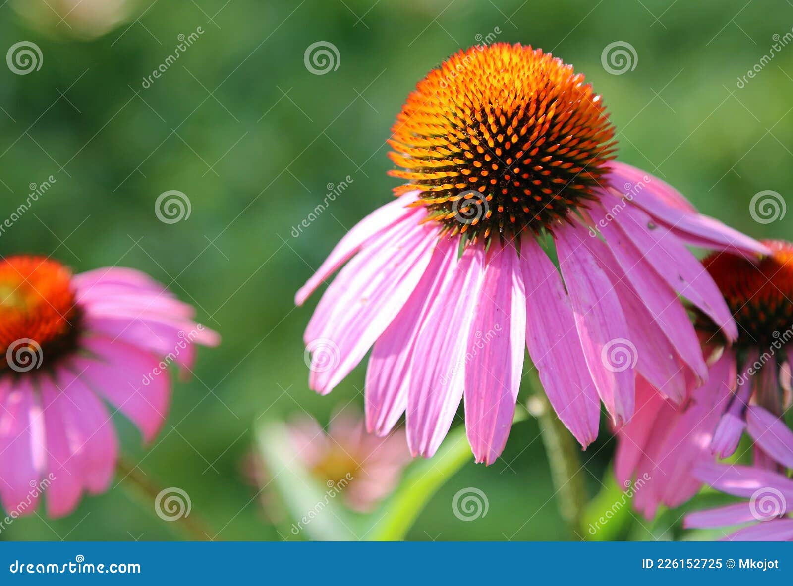 Echinacea close up stock image. Image of spring, garden - 226152725
