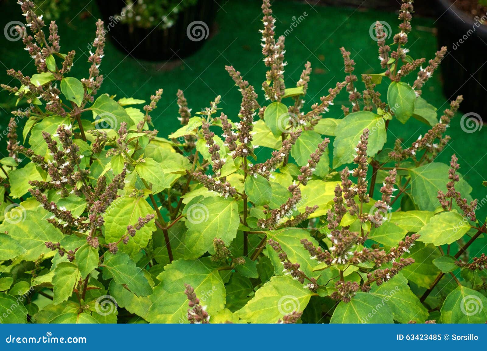 Flowers of patchouli plant stock image. Image of green - 63423485