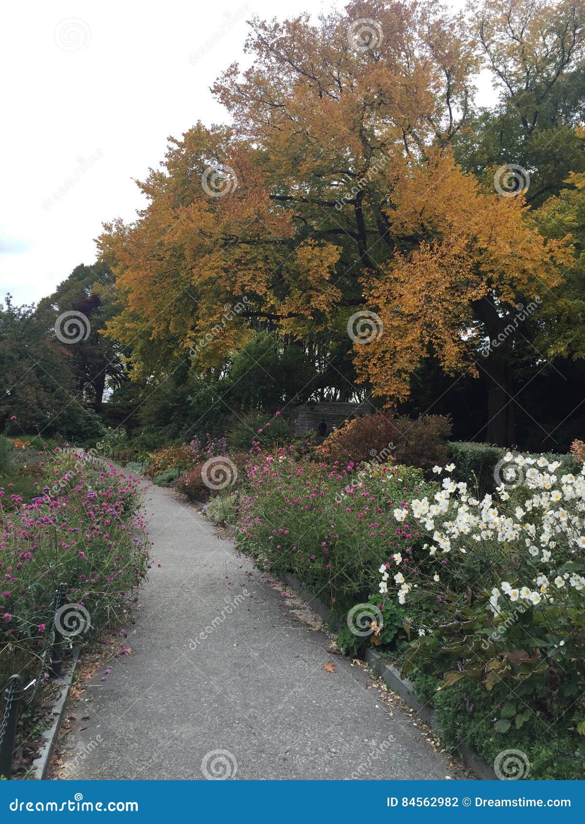 Flowers on the path stock photo. Image of orderin, bellhop - 84562982