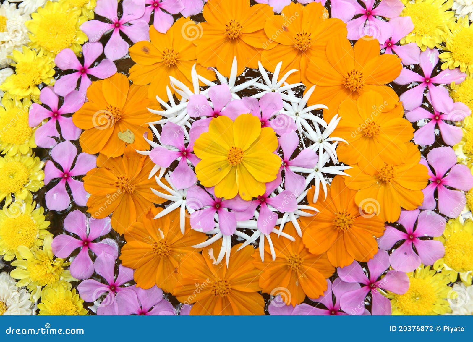 Flowers pattern stock photo. Image of isolated, natural - 20376872