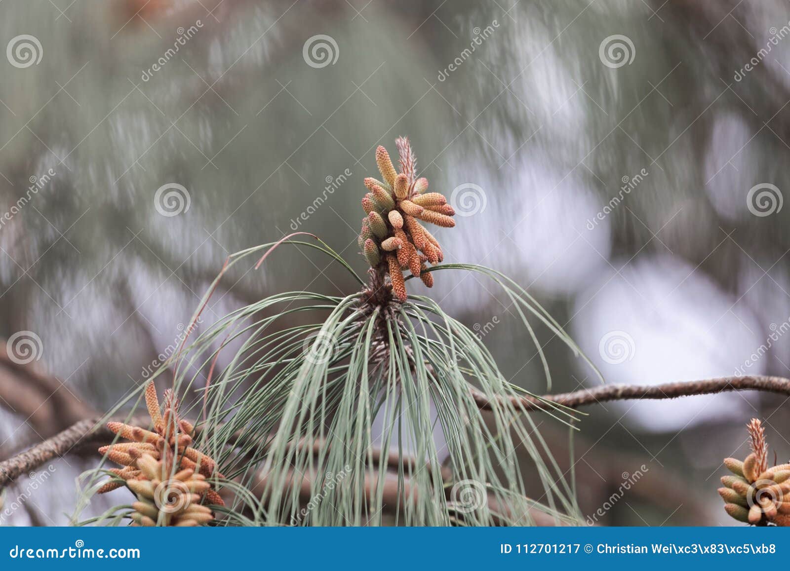 Flowers of a Patula Pine Pinus Patula Stock Image - Image of pinus ...