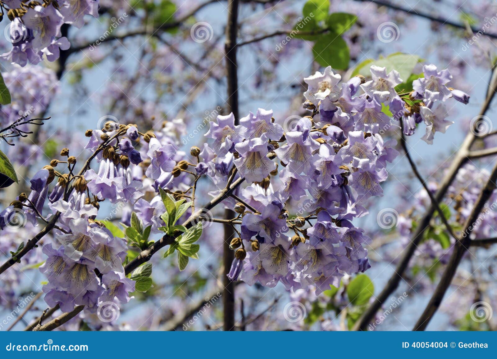Paulownia Tomentosa, Common Names Princess Tree, Empress Tree, Royalty ...