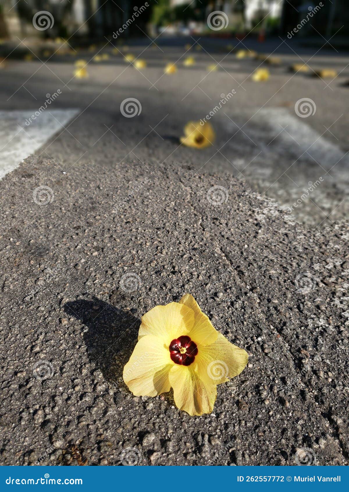 Flowers on pavement stock photo. Image of yellow, sunlight - 262557772