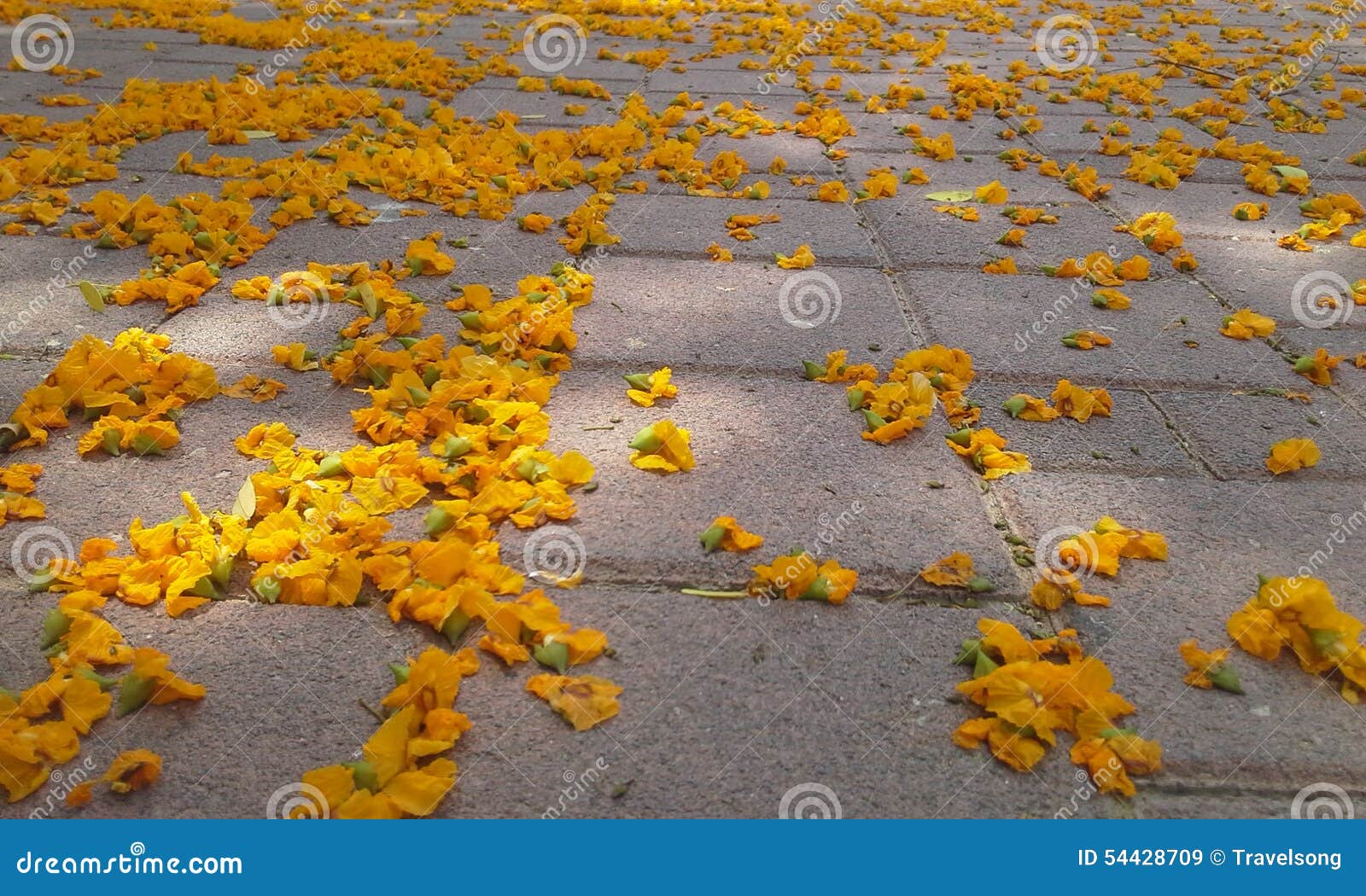 Flowers on pavement stock image. Image of storm, yellow - 54428709