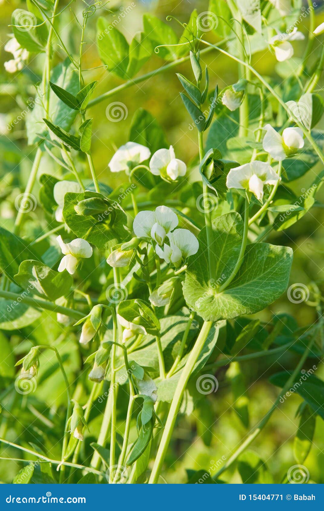 Flowers of pea stock image. Image of garden, leaf, marrowfat - 15404771