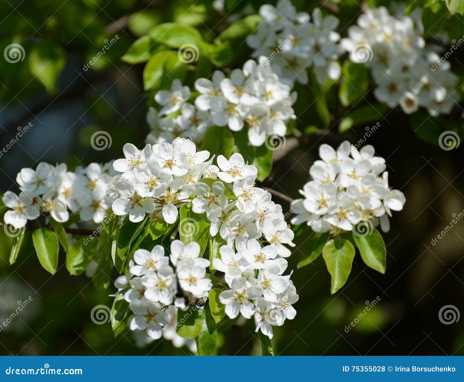 Flowers of a Pear Ordinary (Pyrus Communis L.), Close Up Stock Photo ...