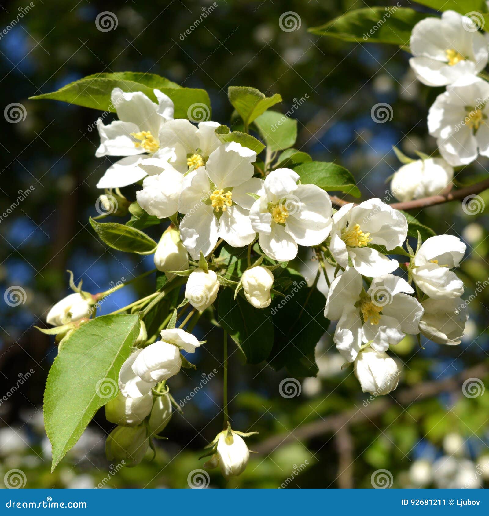 Flowers of Pear Tree in Sunny Spring Day Stock Image - Image of green ...