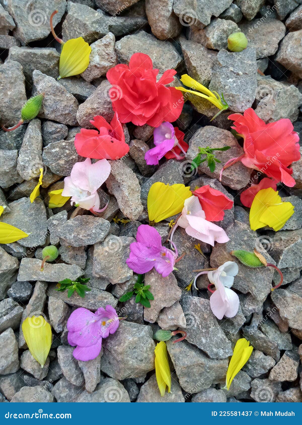 Flowers on pebbles stock image. Image of yellow, flowers - 225581437