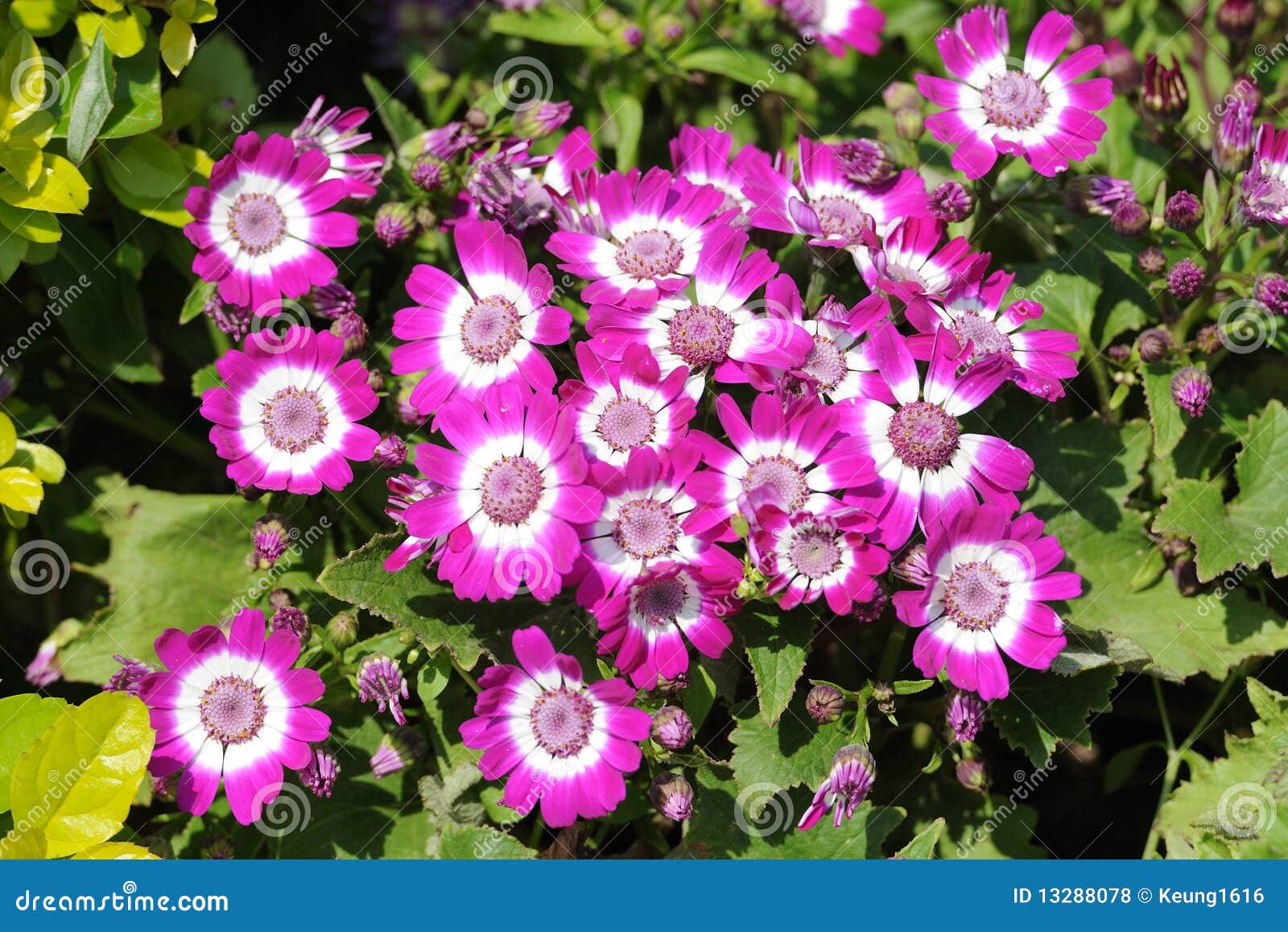 Flowers --- Pericallis stock photo. Image of planting - 13288078