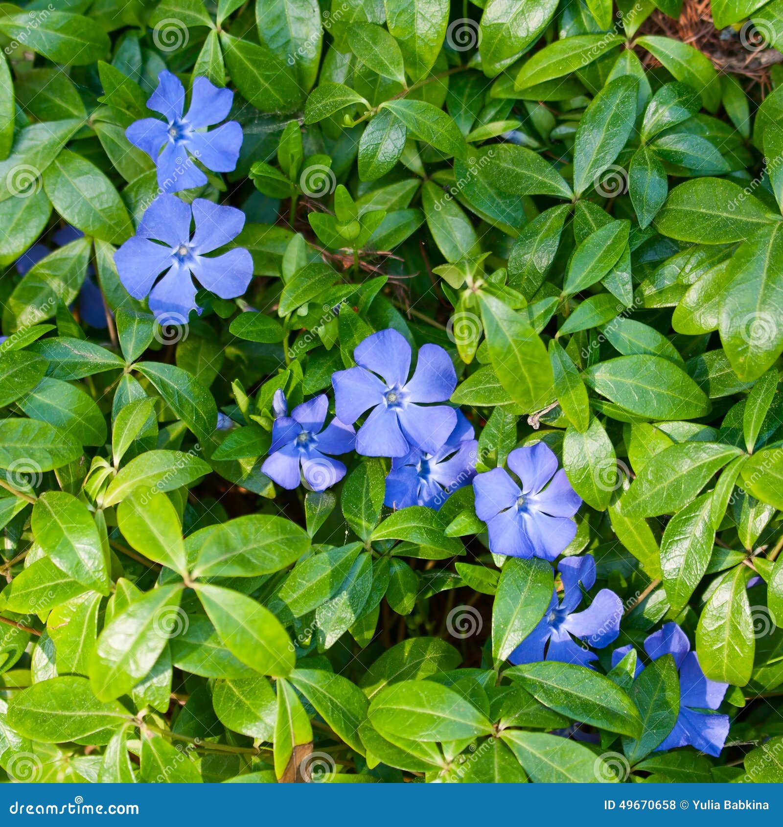 Bright Periwinkle Blue Flowers On Background Of Green Leaves. Stock ...