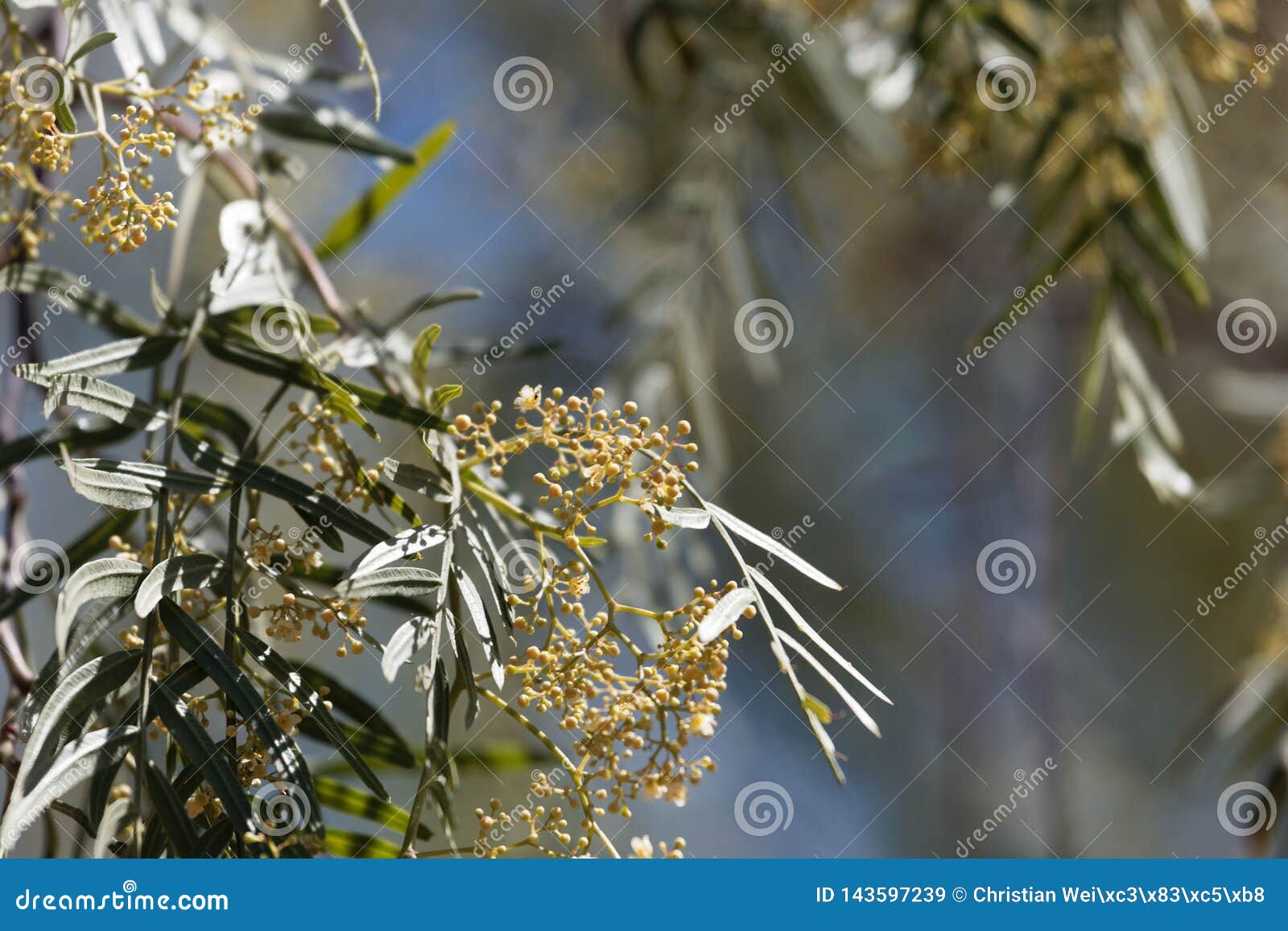 Flowers of a Peruvian Pepper Tree, Schinus Molle Stock Image - Image of ...