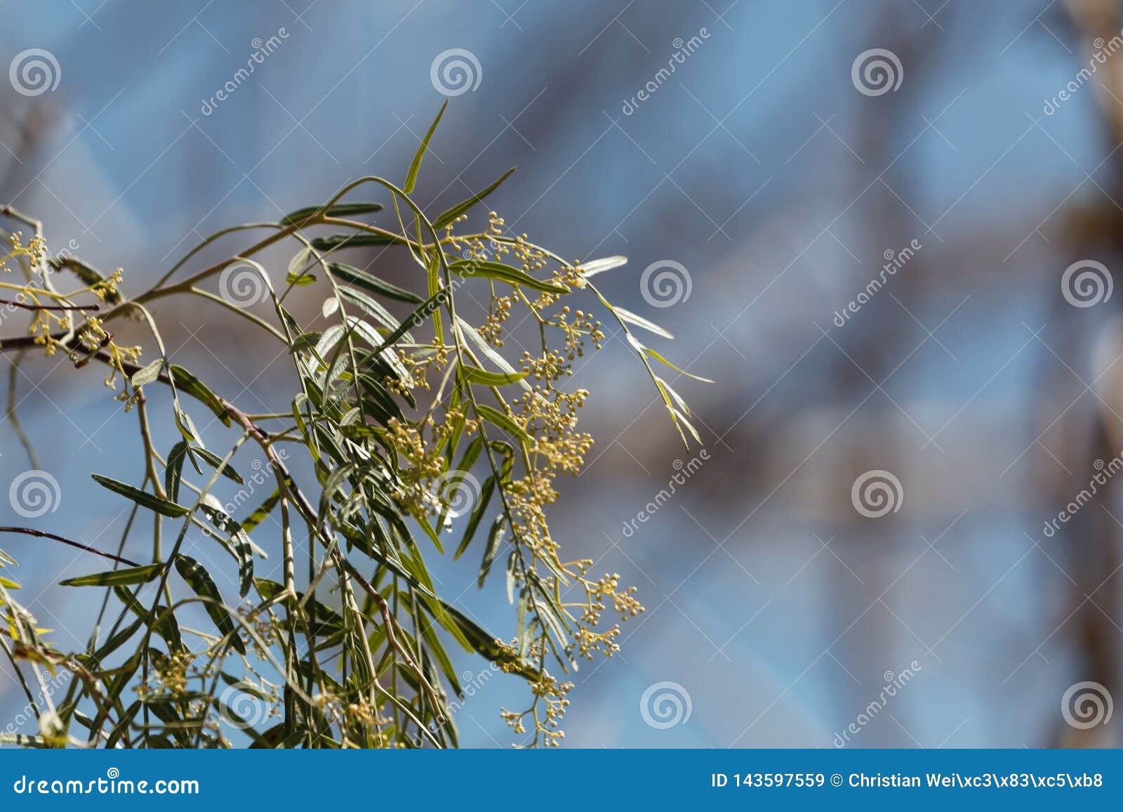 Flowers of a Peruvian Pepper Tree, Schinus Molle Stock Image - Image of ...