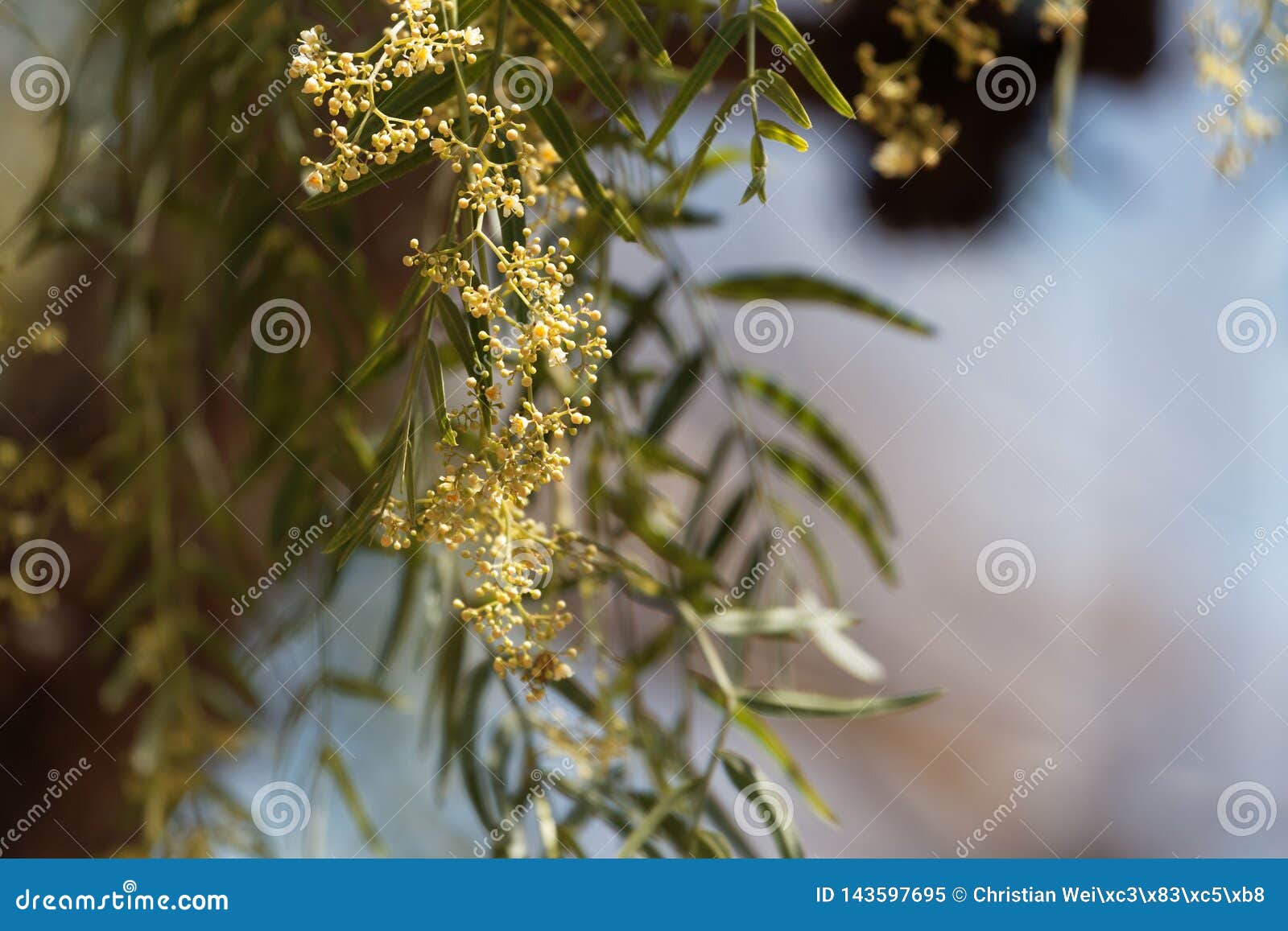 Flowers of a Peruvian Pepper Tree, Schinus Molle Stock Image - Image of ...
