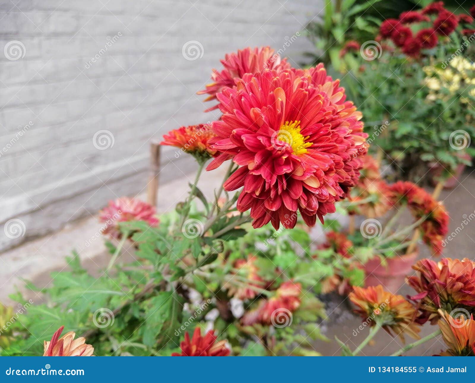 Flowers stock image. Image of random, flowers, flower - 134184555