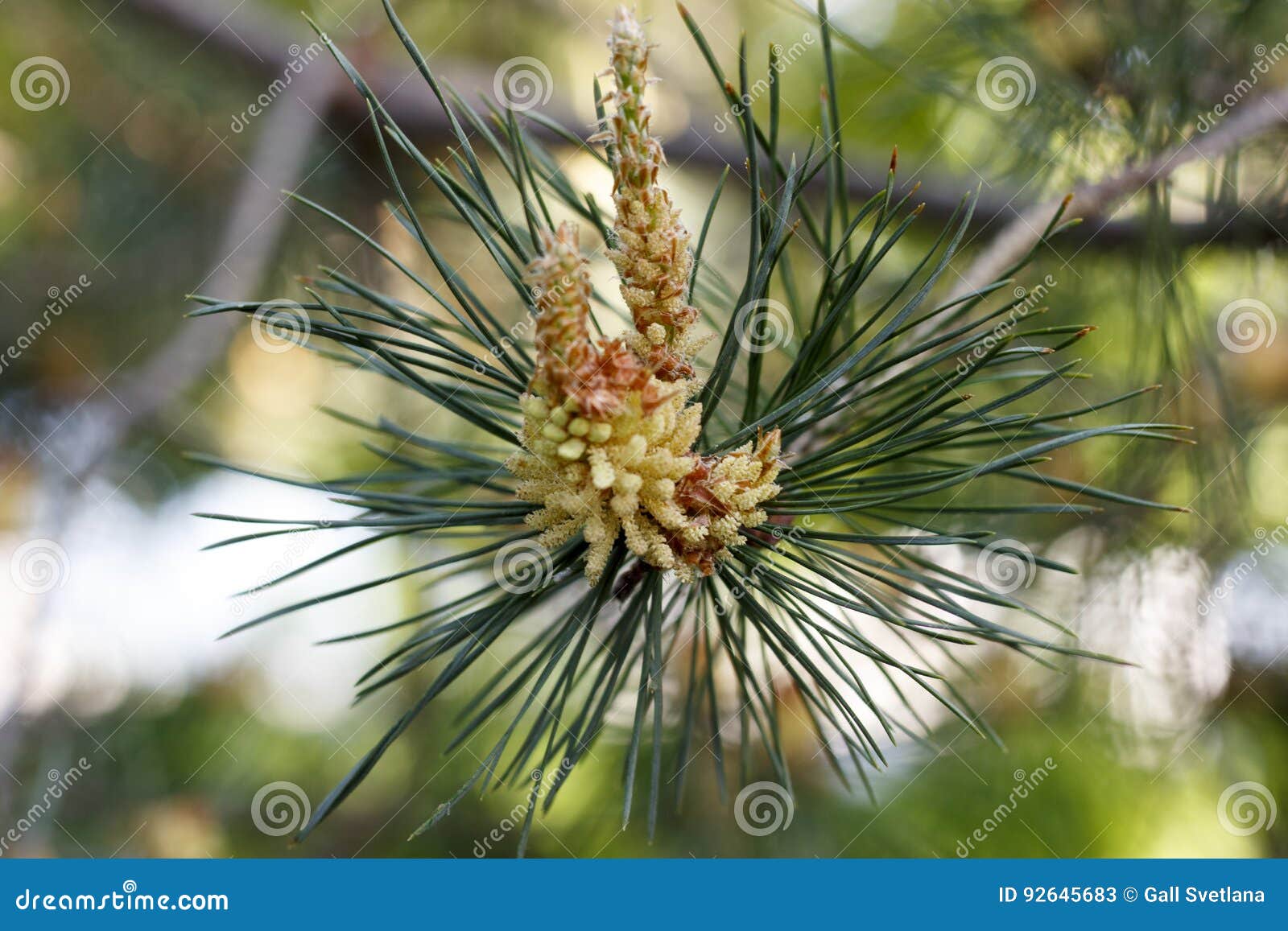 Flowers of the Pine Blossoms on a Spring Day Closeup Stock Image ...