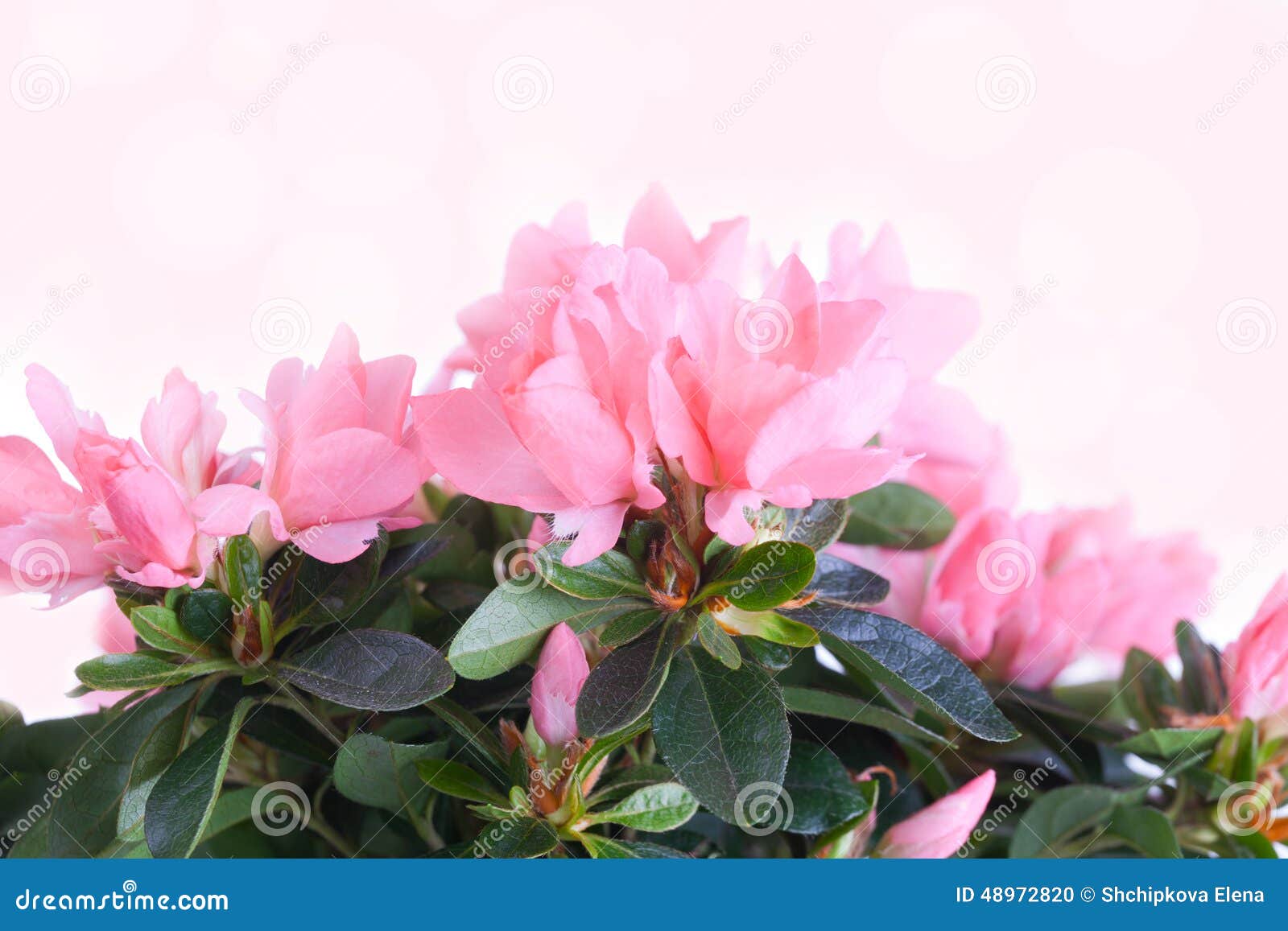 Flowers of a pink azalea stock photo. Image of petal - 48972820