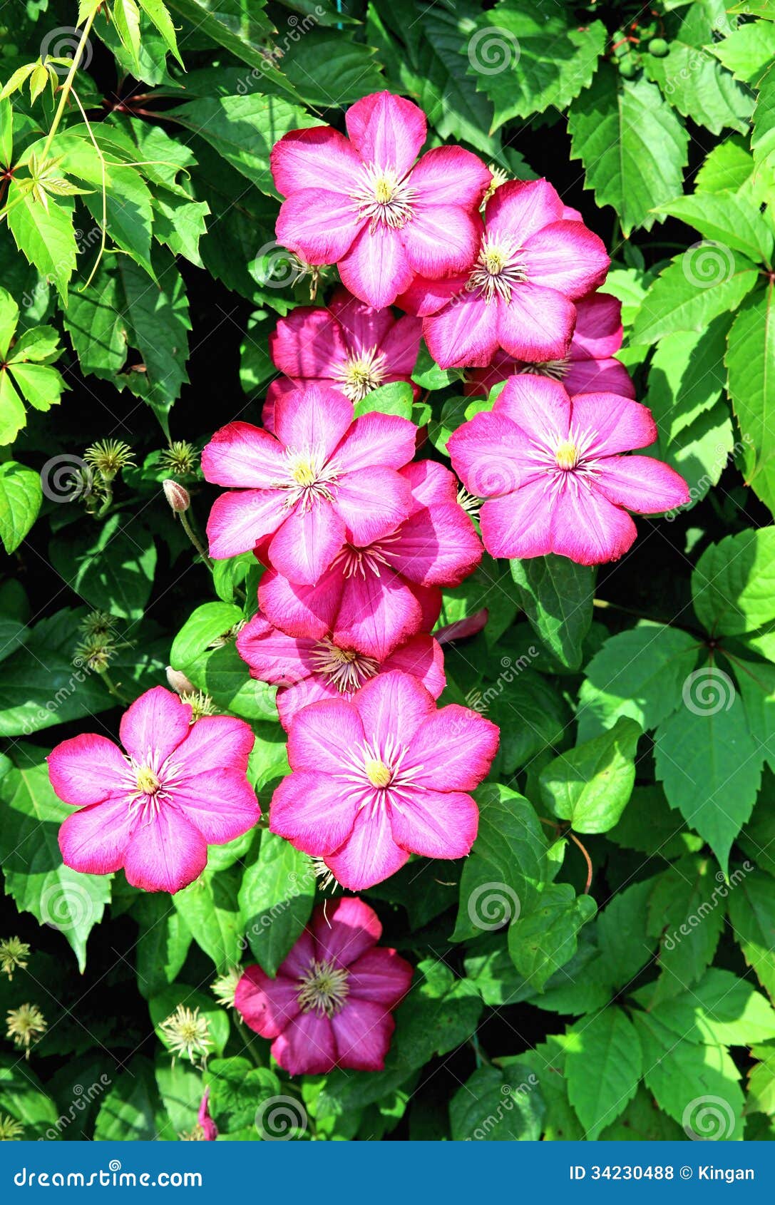 Flowers of pink clematis stock photo. Image of stalk - 34230488